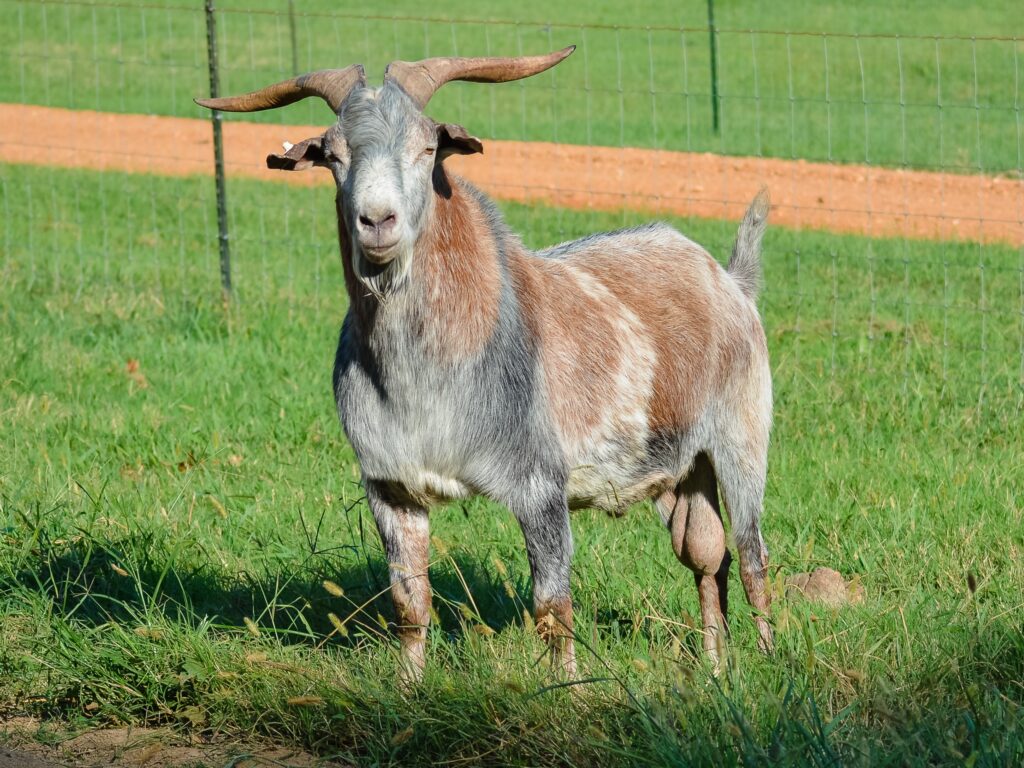 SMART Reproduction Services