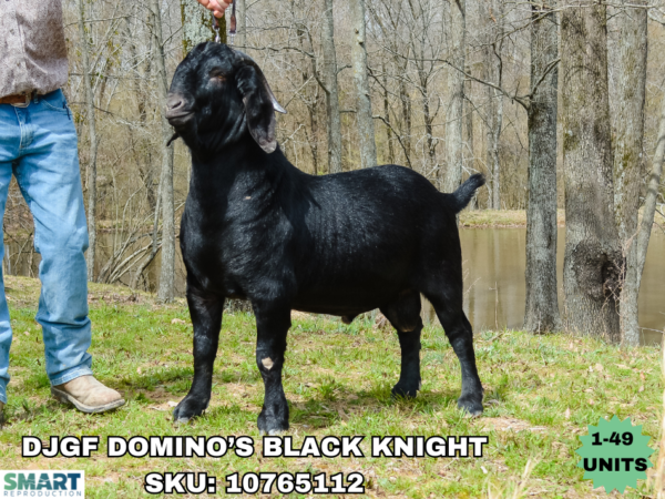 DJGF DOMINO’S BLACK KNIGHT (1-49 Units) - SMART Reproduction Services