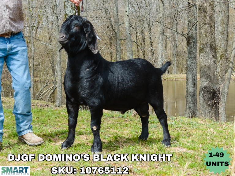 DJGF DOMINO’S BLACK KNIGHT (1-49 Units) - SMART Reproduction Services