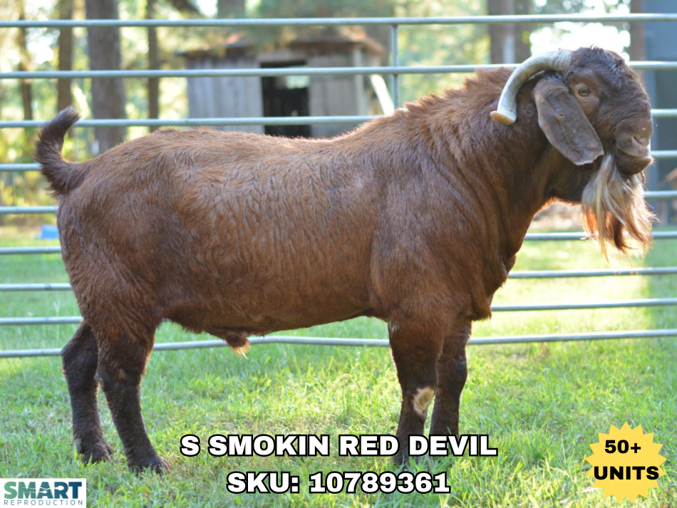 S SMOKIN RED DEVIL (50+ Units) - SMART Reproduction Services