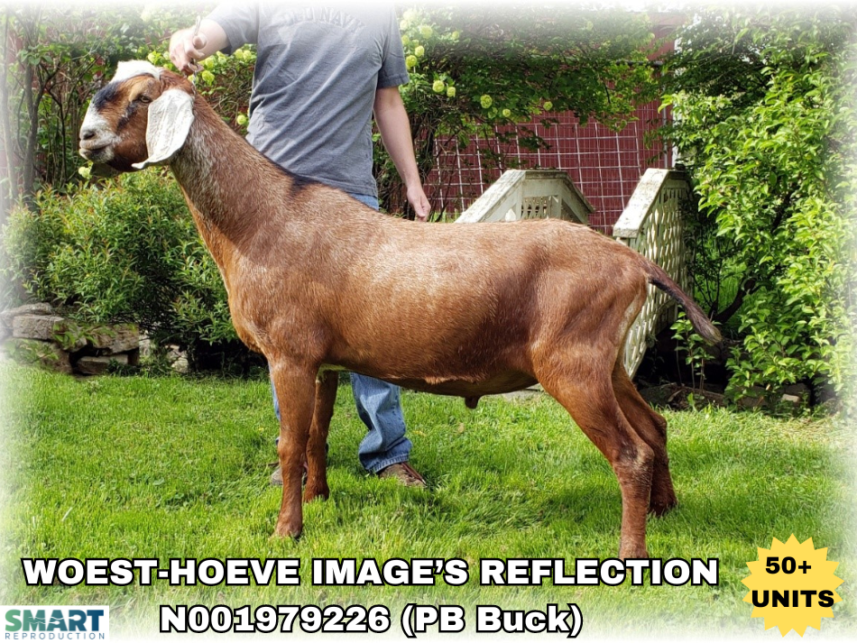 WOEST-HOEVE IMAGE’S REFLECTION (50+ Units) - SMART Reproduction Services