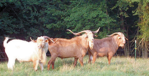 The Kiko Goat: A Resilient Breed with a Meaty History