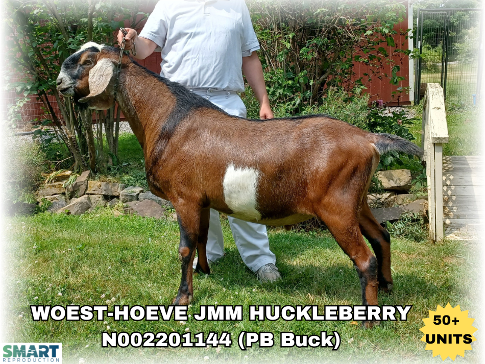 WOEST-HOEVE JMM HUCKLEBERRY (50+ Units) - SMART Reproduction Services