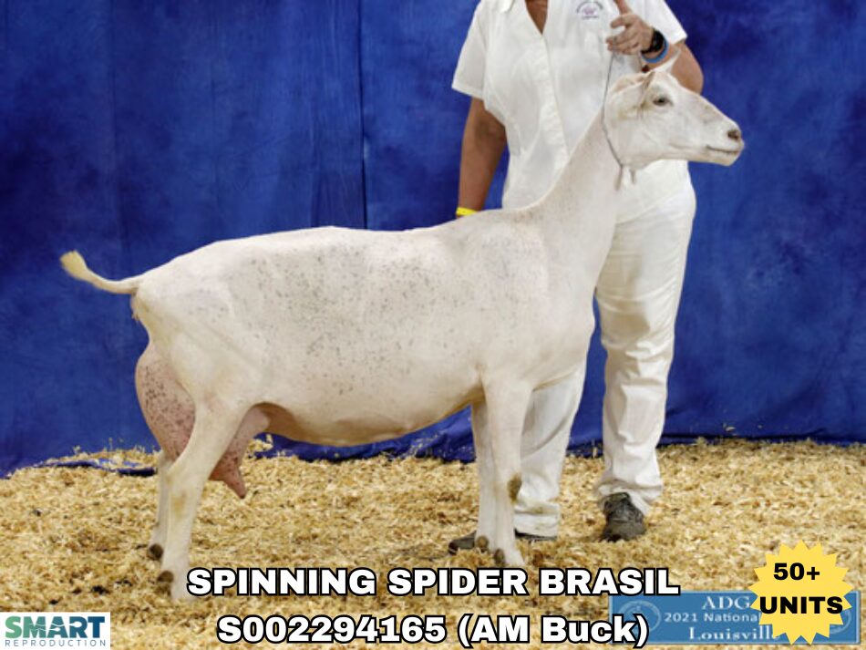 SPINNING SPIDER BRASIL (50+ units) - SMART Reproduction Services